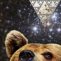Bear Gazing Poster - Animalism - Naked Geometry